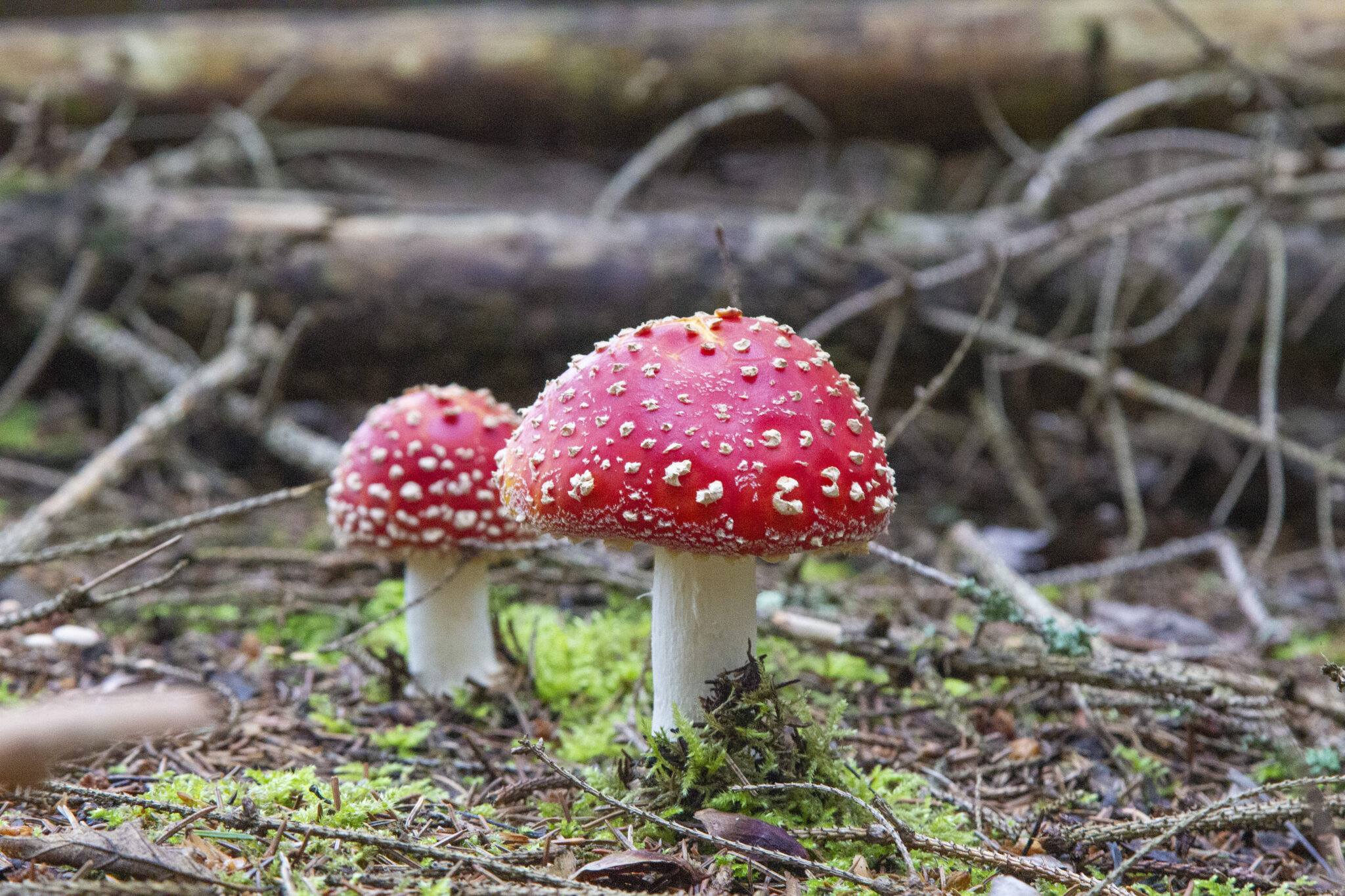Giftiga svampar i Sverige - Kronoberg tillsammans
